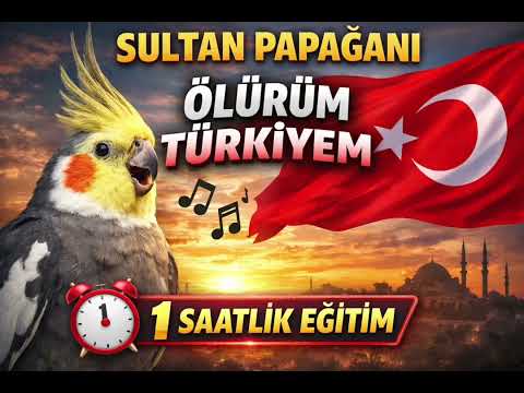 Sultan Papağanı Ölürüm Türkiyem | 1 Saatlik Eğitim