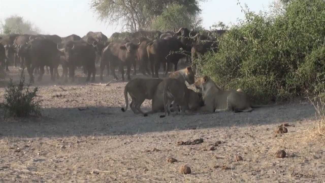 Buffalo cow battles five lions in Chobe - YouTube
