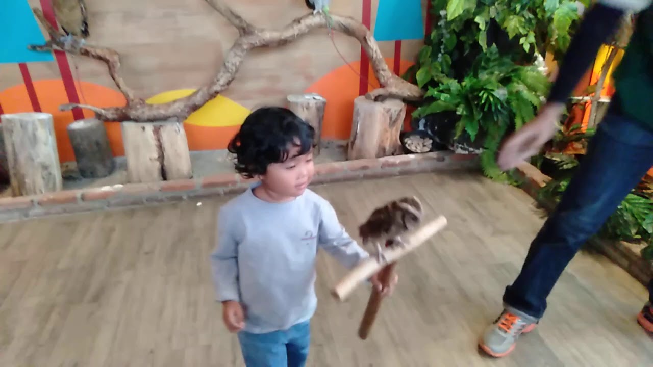 Barn owl cafe(6) - YouTube