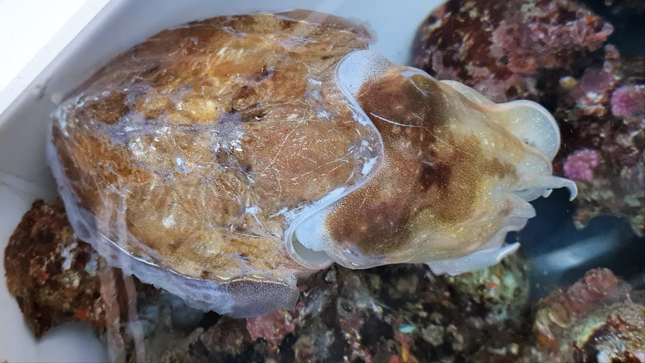 ”갑오징어 회뜨기 달인” 스끼다시 대박 많은 제주맛집|Cuttlefish sashimi master | Korean Street ...