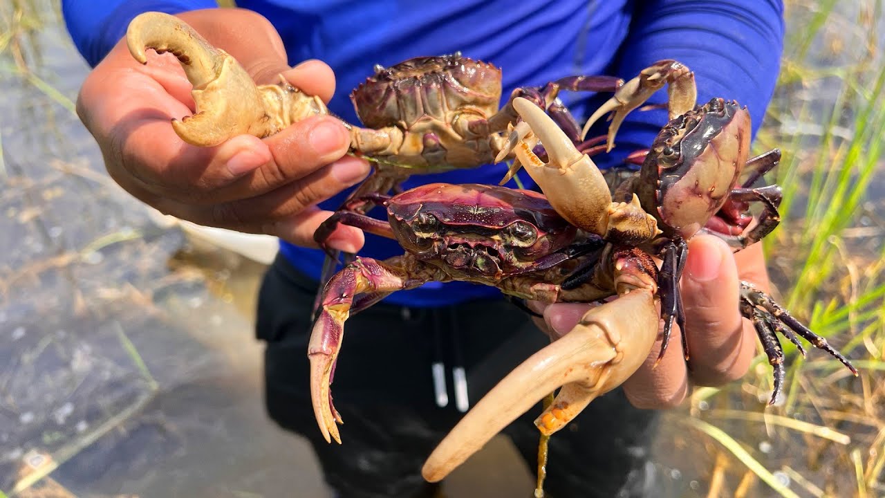 Natural big crabs catching by hand - Harvesting natural crabs in the ...