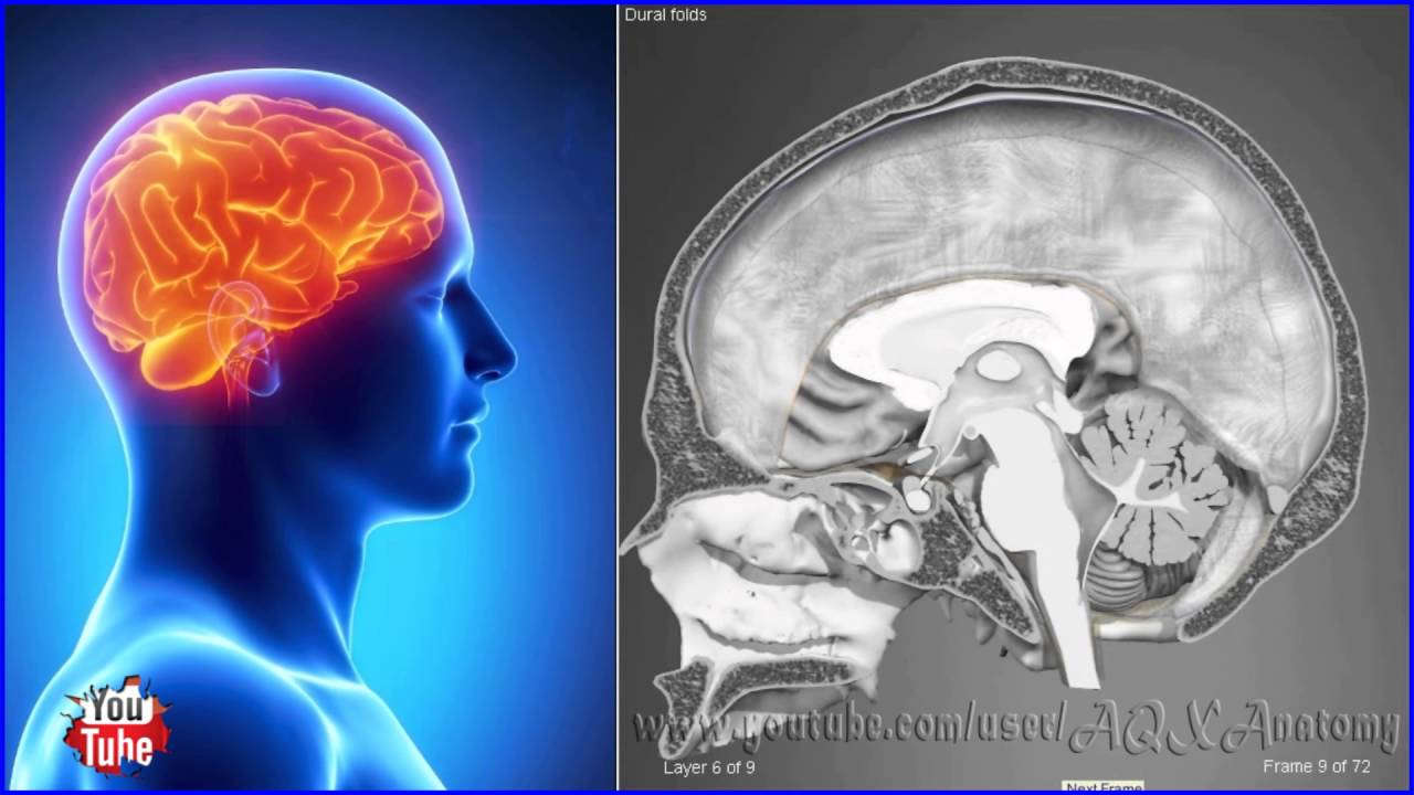Dural folds (dura mater) | 3D Human Anatomy | Organs - YouTube