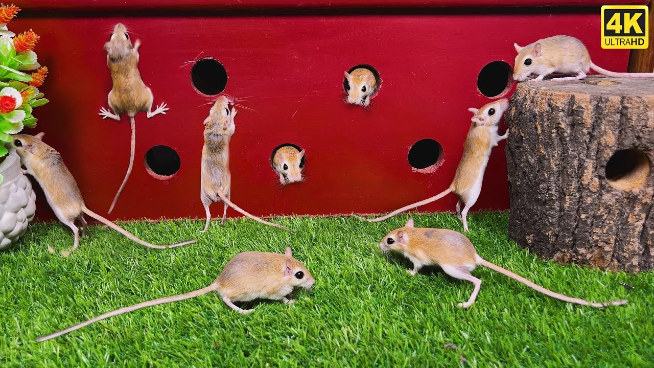 CAT TV - Catching Mice in The Jerry Mouse Hole - Entertainment Video ...