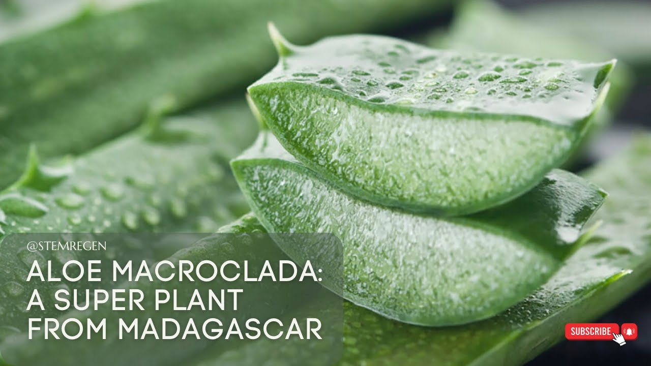 What is Aloe Macroclada Used For? | From Madagascar - YouTube