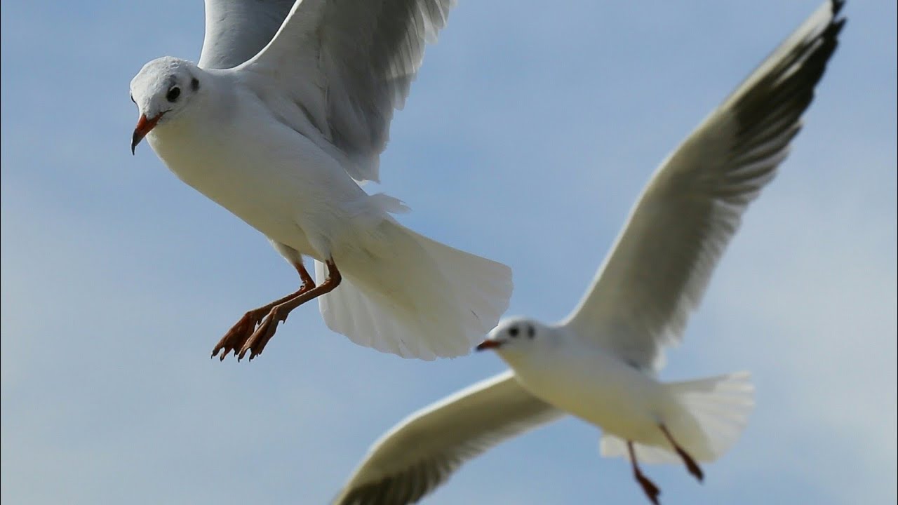 birds sound effect||sky birds flying video||singing birds sky birds ...