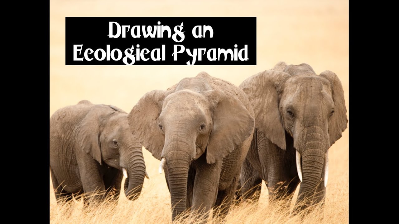 Drawing an Ecological Pyramid - YouTube