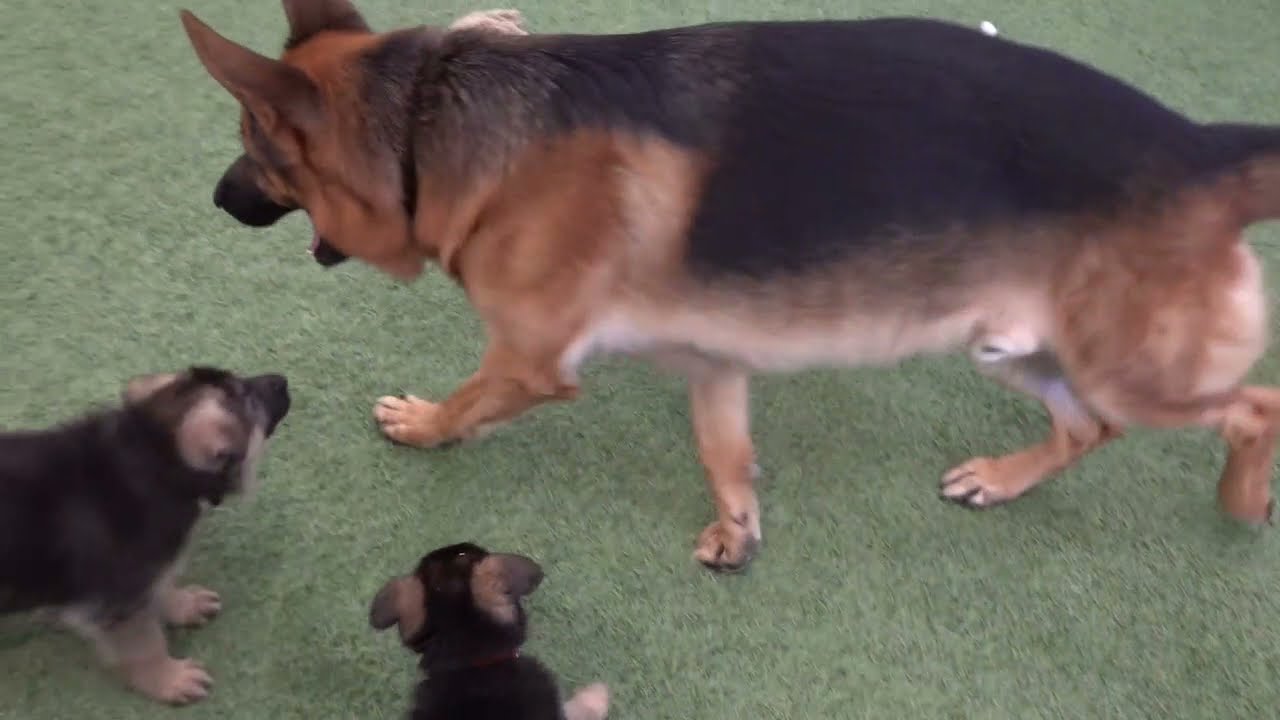 Training german shepherd puppies - YouTube