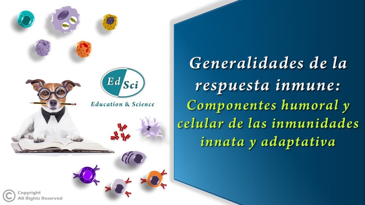 🆕 Componentes humoral y celular de las inmunidades innata y adaptativa ...