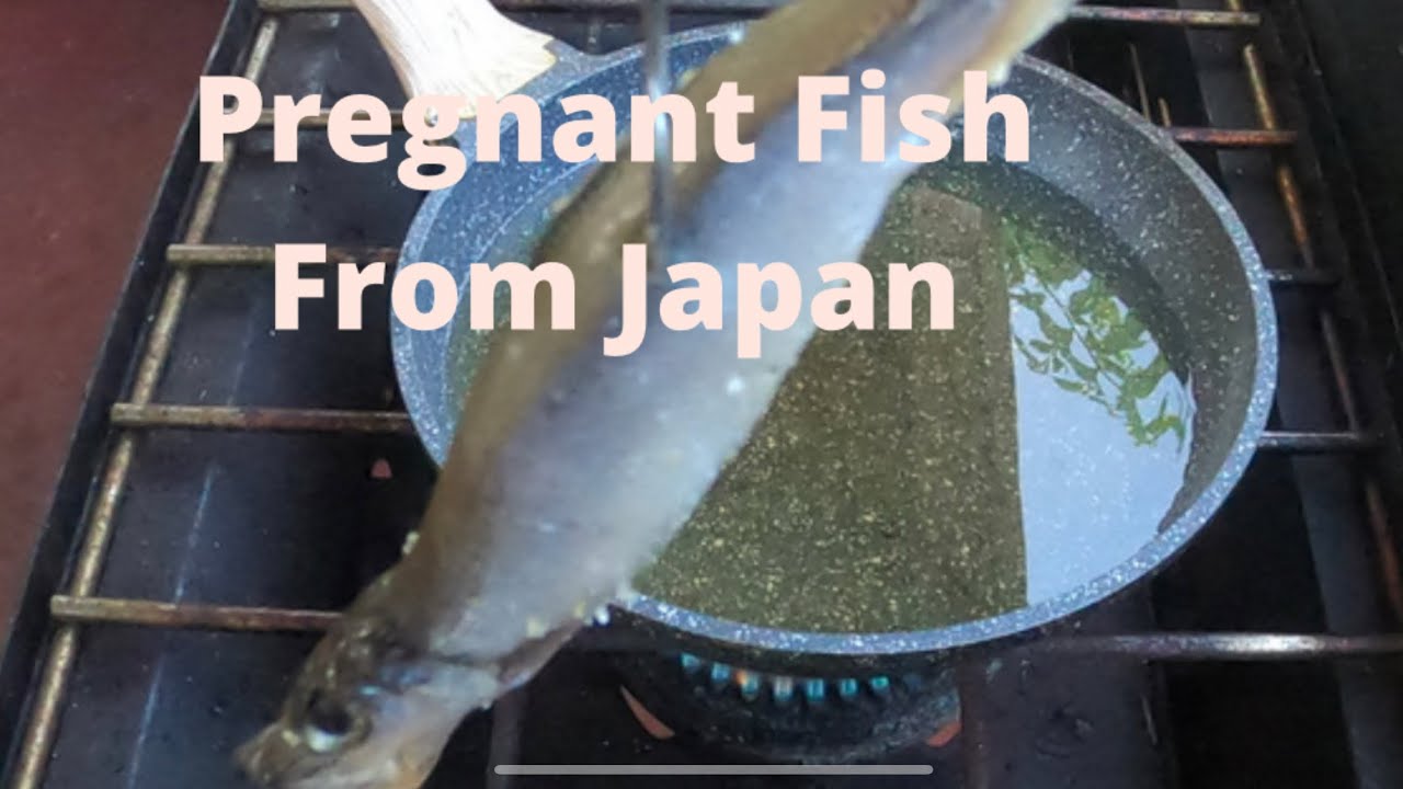 Eating The Bait (Pregnant Fish From Japan) (Shishamo)🤙 - YouTube