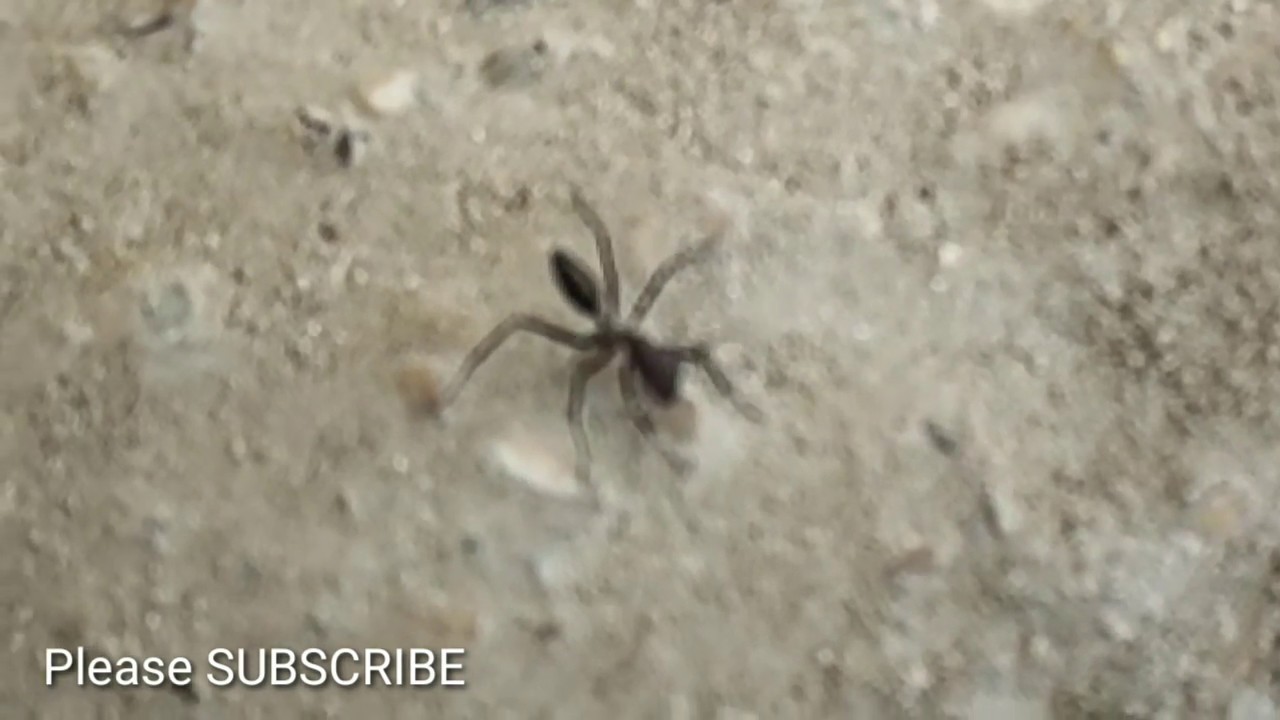 Ant in super slow motion - YouTube