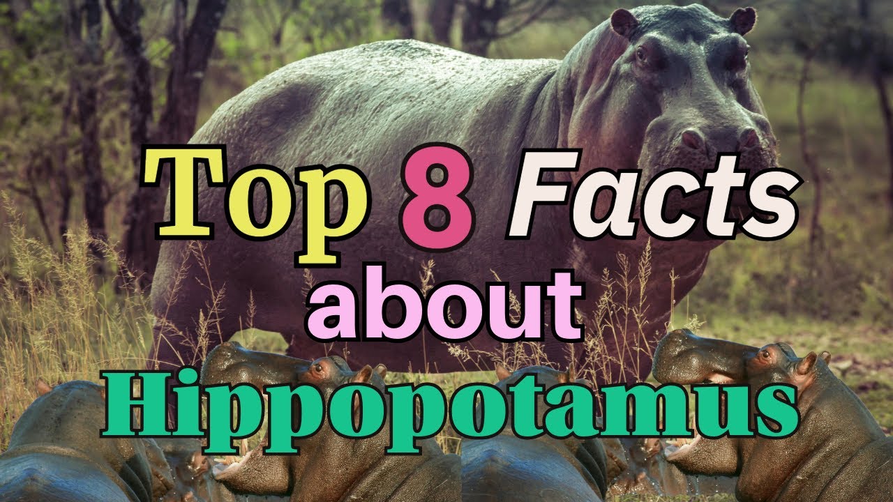8 Amazing Facts About Hippopotamus - YouTube