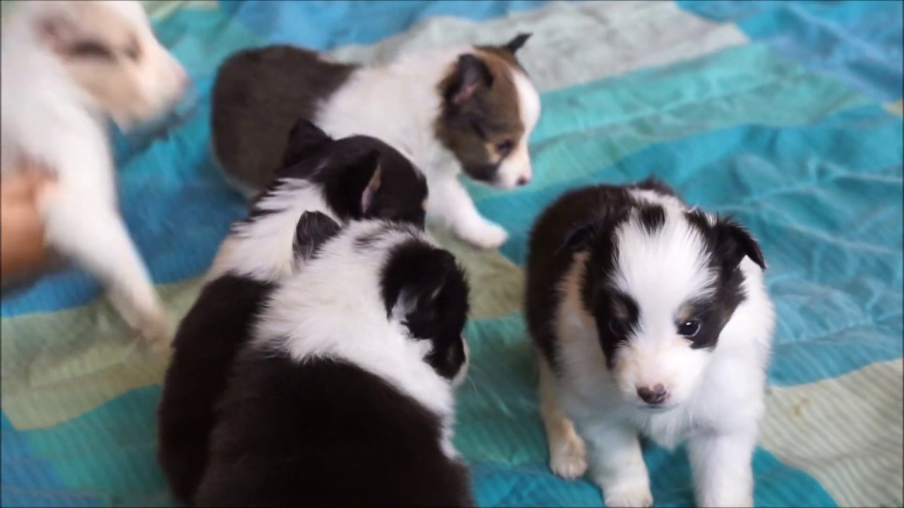 Precious Shetland Sheepdog babies. - YouTube