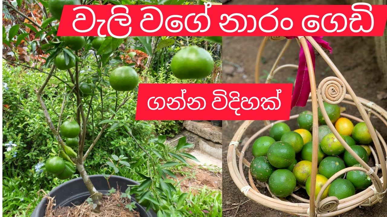වැලි වගේ නාරං ගෙඩි ගන්න විදිහක් මගේ වත්තේ වැලි වගේ හැදෙන නාරං ගහක්