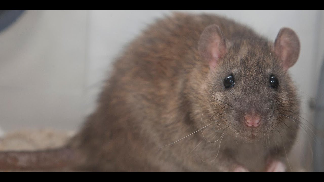 I'm such a RAT! Punishing Gray Prop Hunt: Day 4 - YouTube