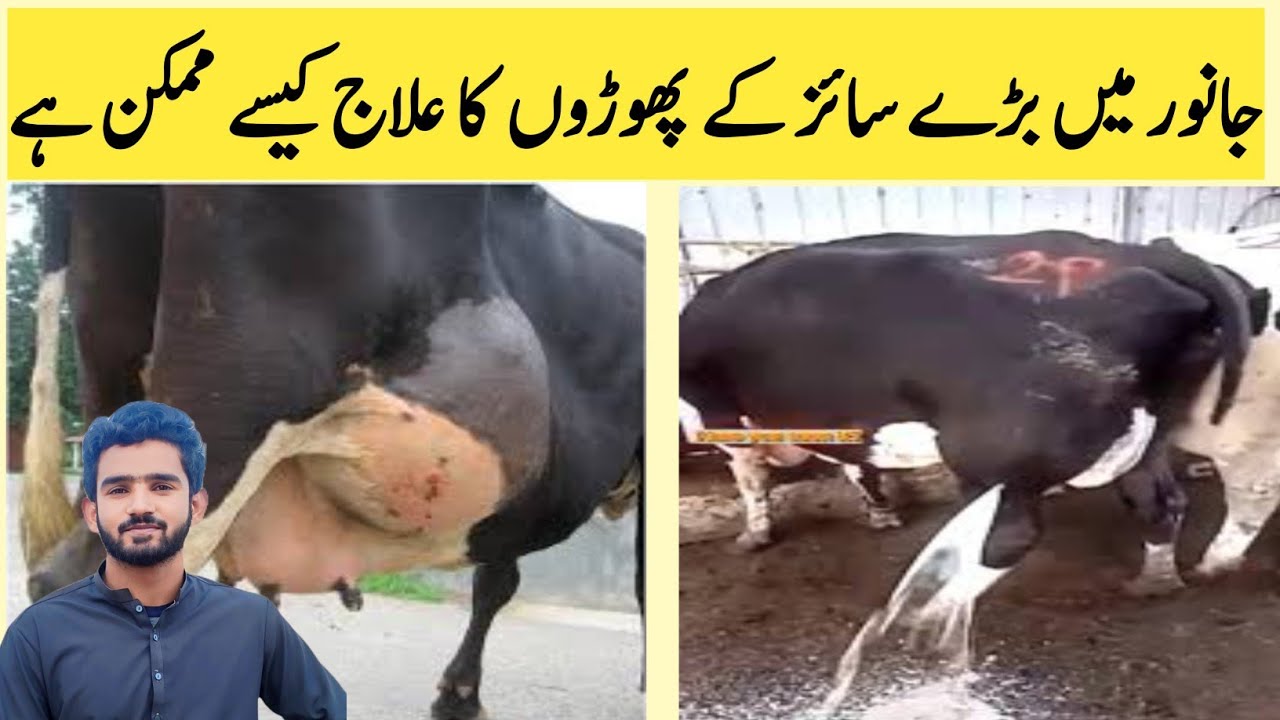Abscess in buffalo| Huge size Abscess|How to treat Abscess in cattle ...
