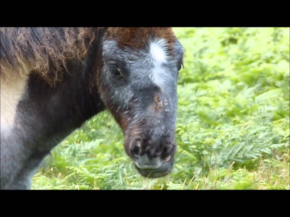 Deformed Dartmoor Hill Pony Foal 230711 - YouTube
