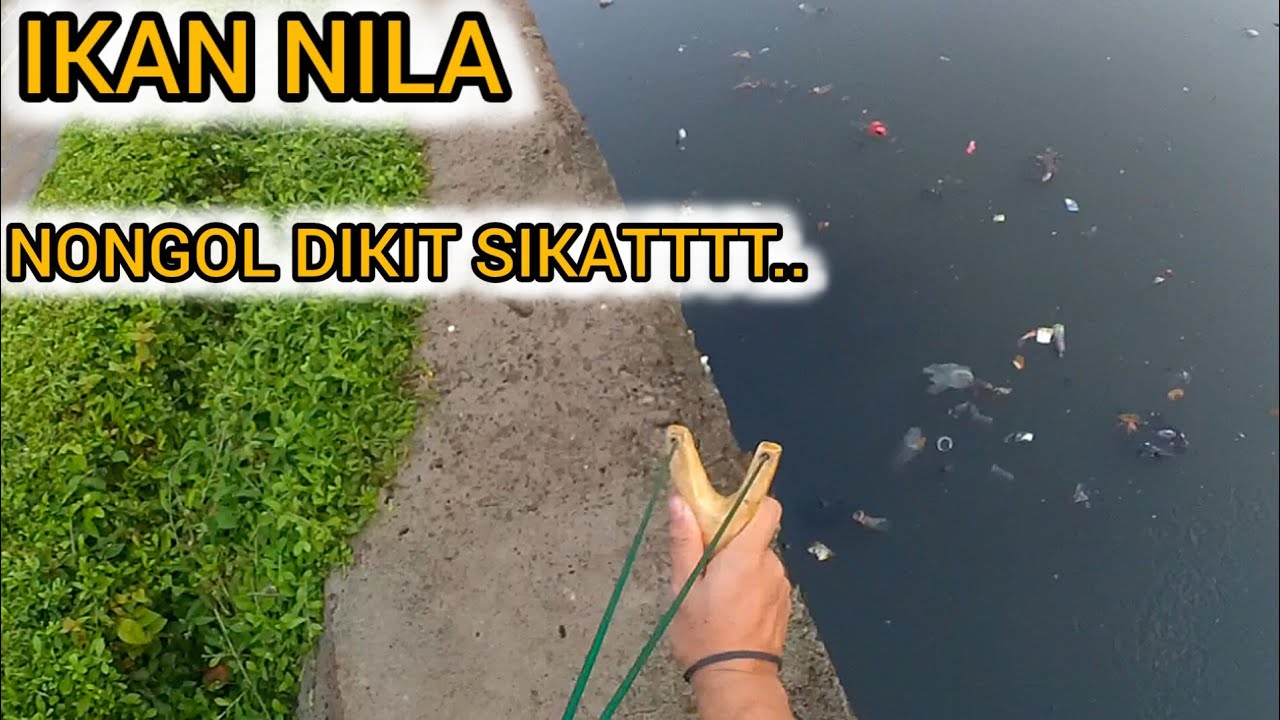 MUSIM HUJAN TELAH TIBA IKAN PADA NGOKOP#slingshot #fishing - YouTube