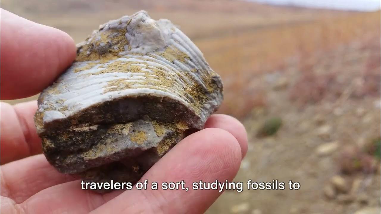 Fossil Fun - Unearthing the Past! - YouTube