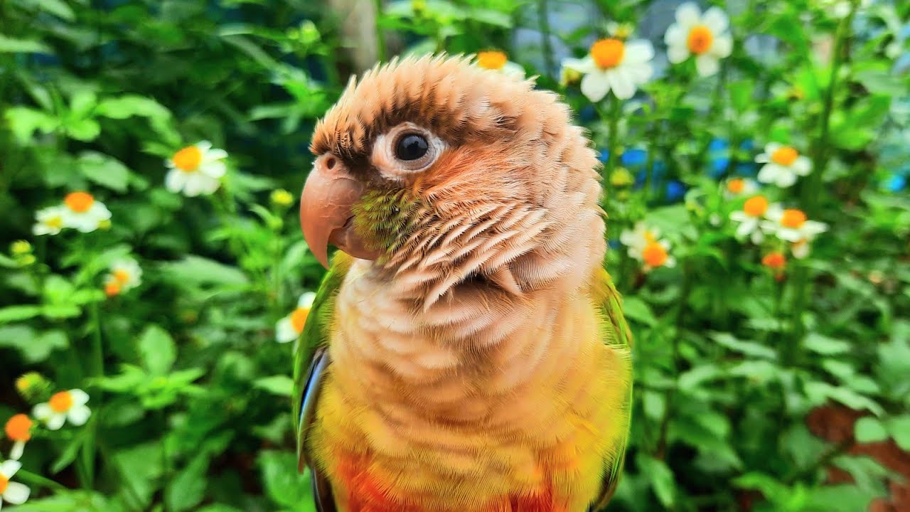 singing in the flower garden _ green conure singing sounds Conure Bird ...