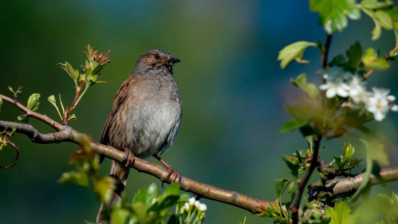 Ornithotherapy - Birds singing in the Spring forest - YouTube