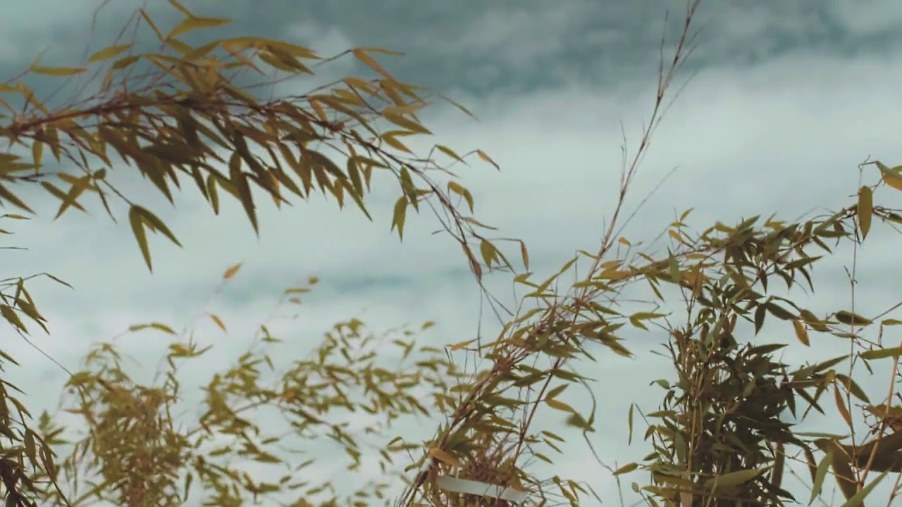 Bamboo Trees Swaying With The Wind - Free Stock Creative Commons Video ...