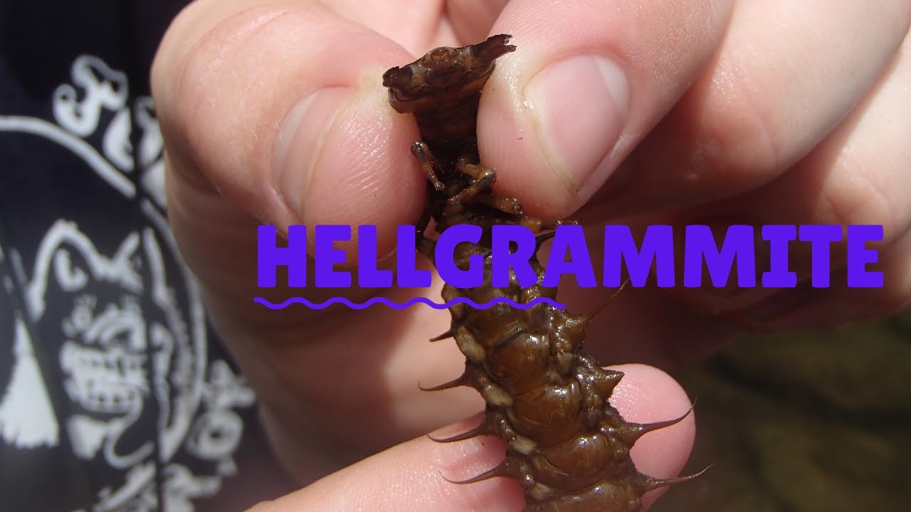 Hellgrammite - YouTube