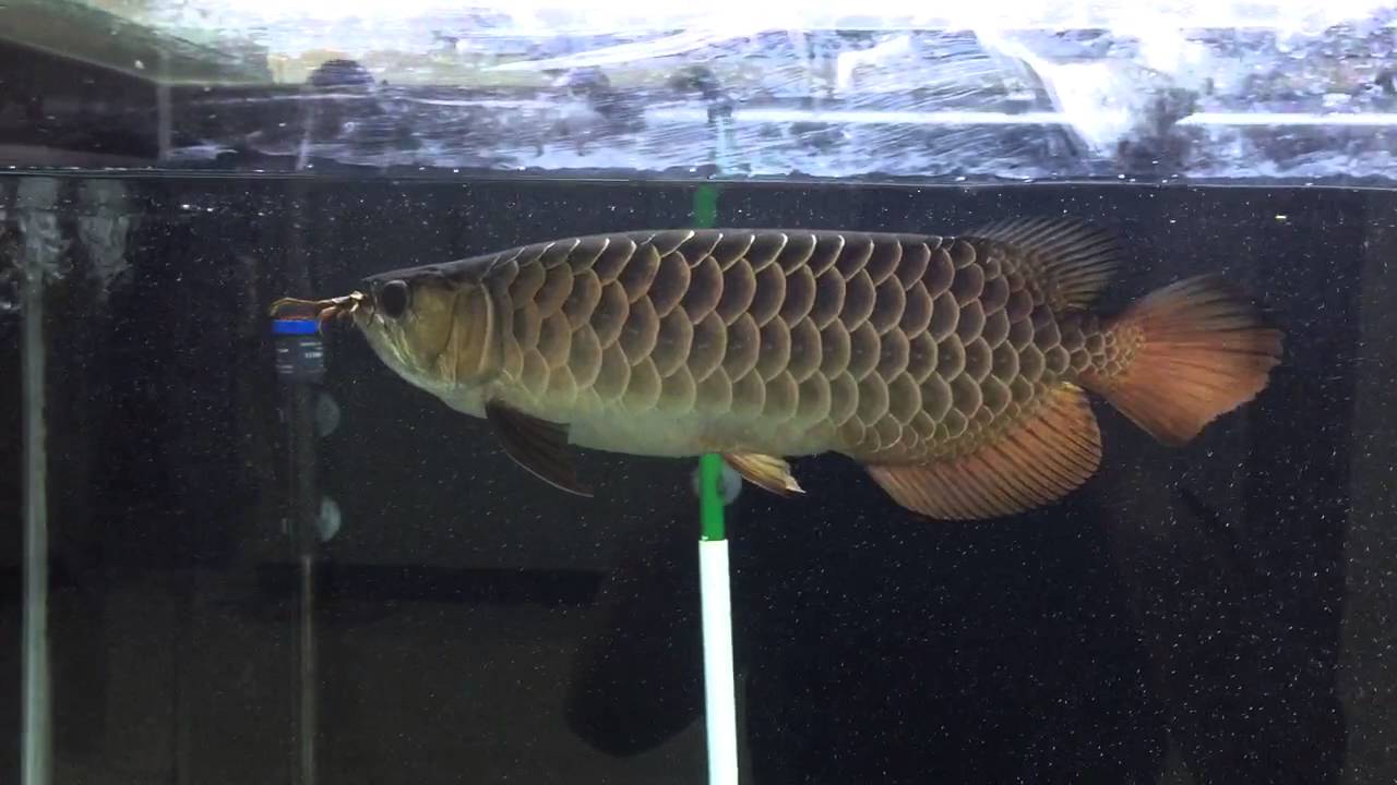 blue base golden crossback arowana eating huge centipede - YouTube