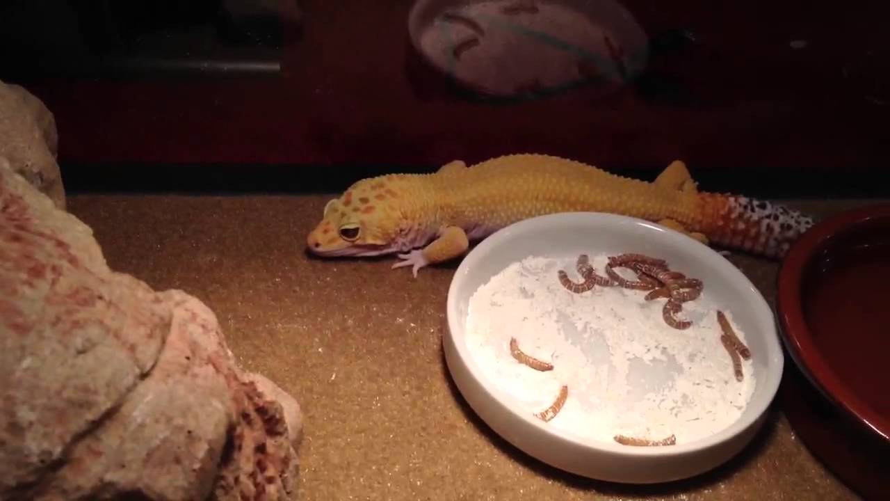 my new leopard geckos snake eye eclipse - YouTube