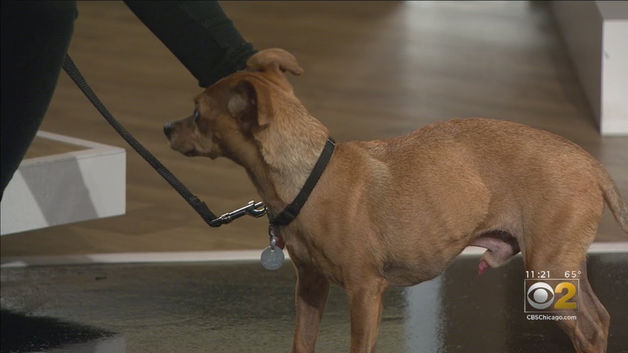 PAWS Pet Of The Week: Adler - YouTube