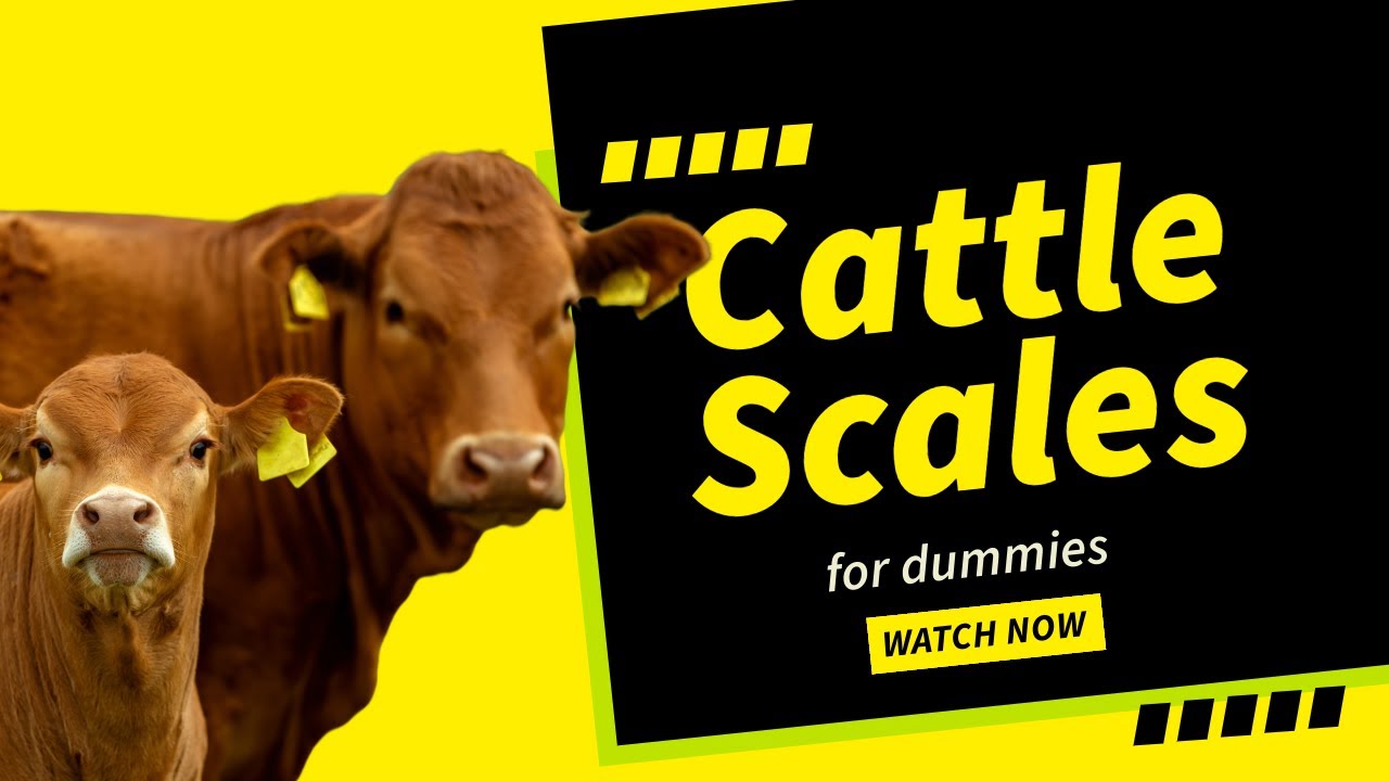 Gallagher w110 cattle scale system - YouTube