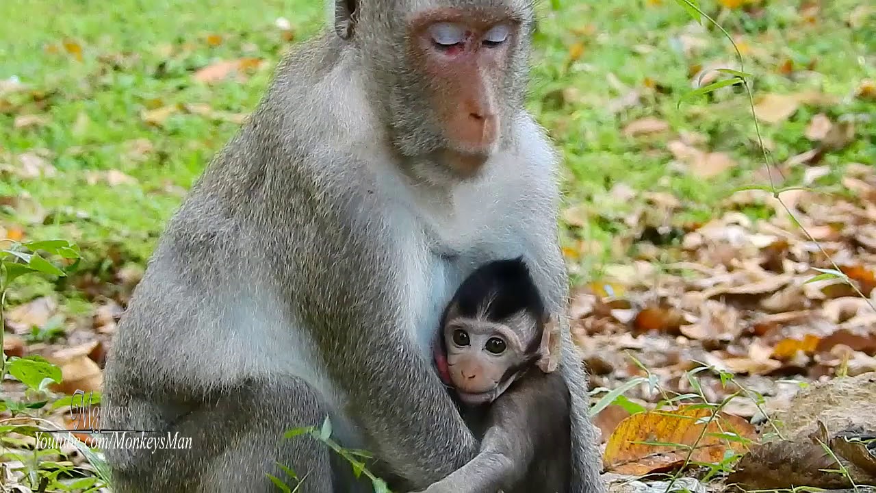 This Real Life Of Tarzana Baby Monkey, Daily Monkeys Man#1151 - YouTube