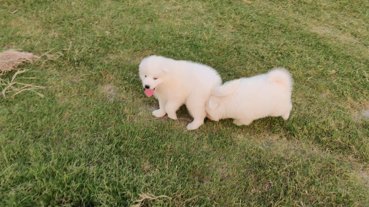 Word best Samoyed puppies from grand champion parents 9266110403 - YouTube
