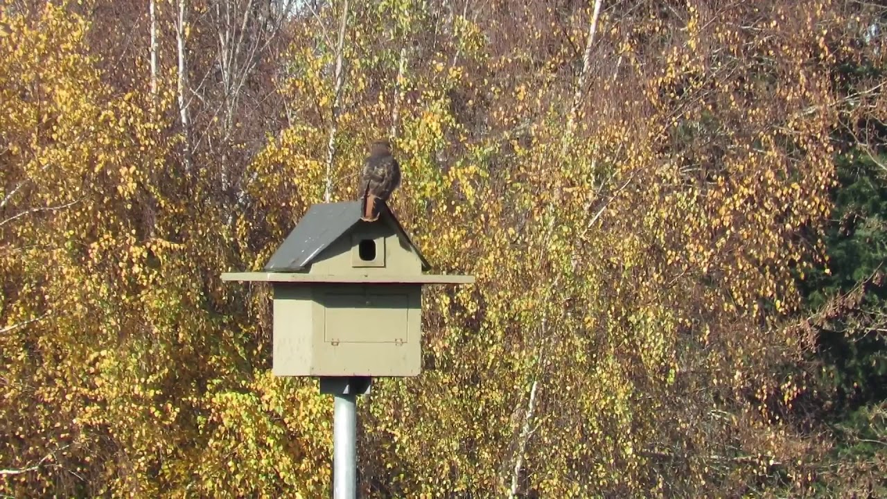 Red tailed hawk on nesting box flies off - YouTube