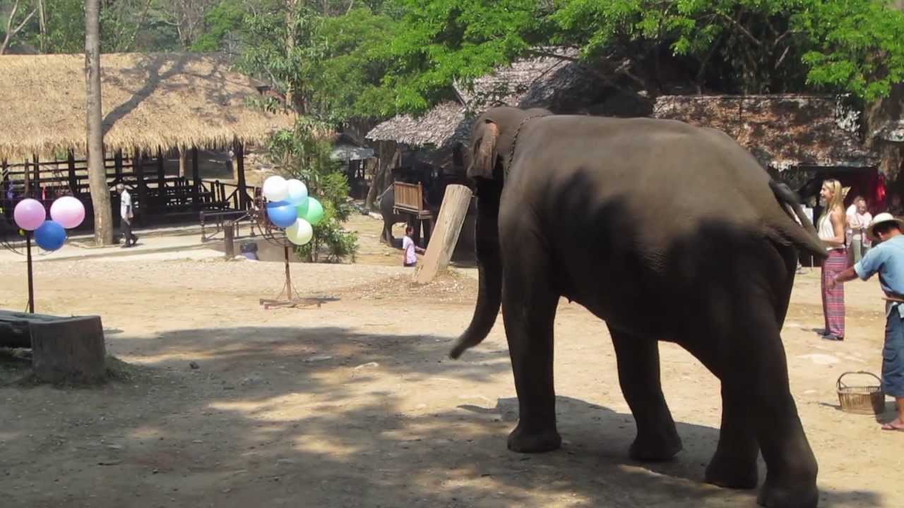 Elephant Throwing Darts in Chiang Mai - YouTube