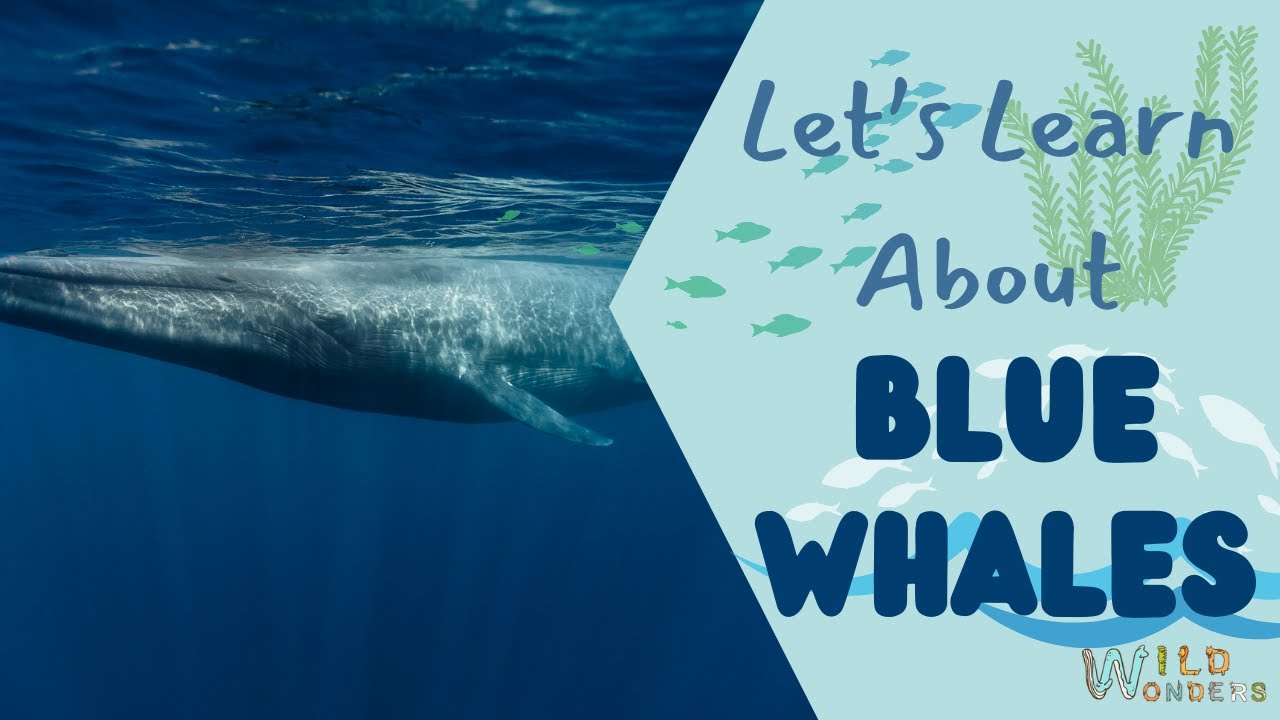 Fun Facts About Blue Whales: The Friendly Giants of the Ocean - YouTube