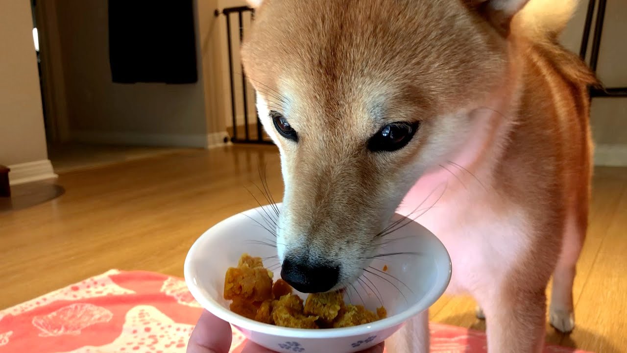 Shiba's Snack Time - YouTube
