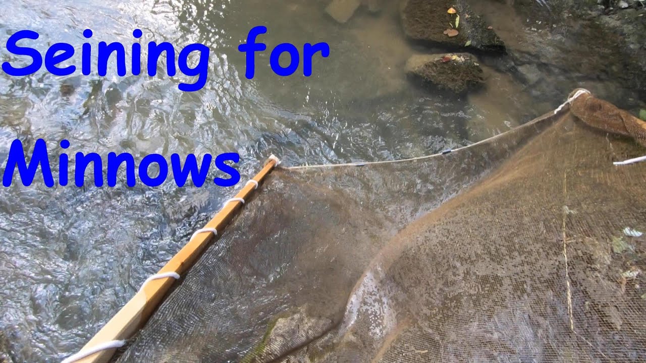 Seining for Minnows - YouTube