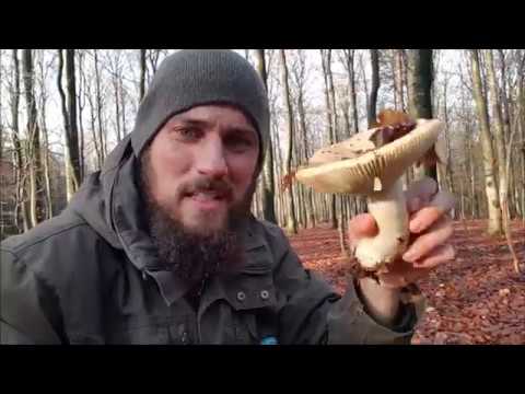 NaturNørd 63. Den lækre pigsvamp. - YouTube