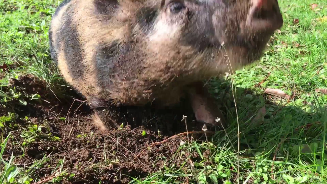Happy Pig in Mud - YouTube