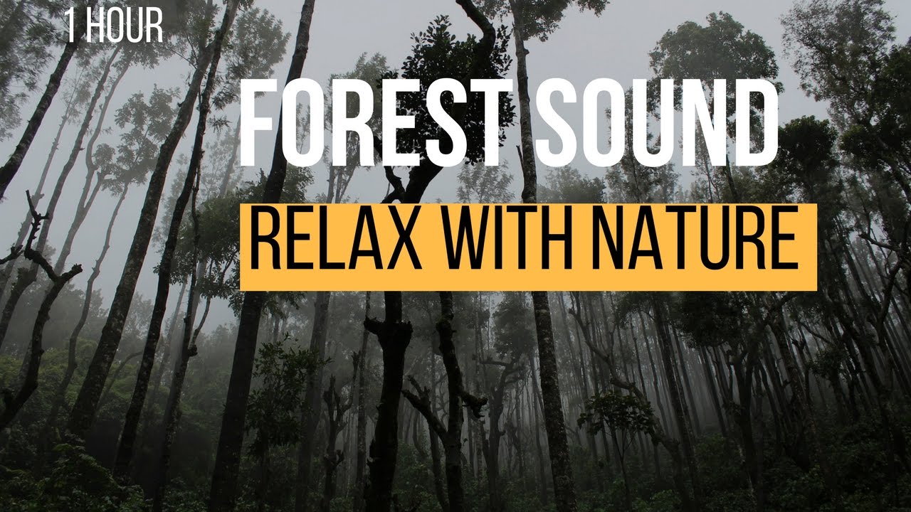 Nature Sounds: Amazon , Rainforest Sounds: Birds ans insects sounds ...