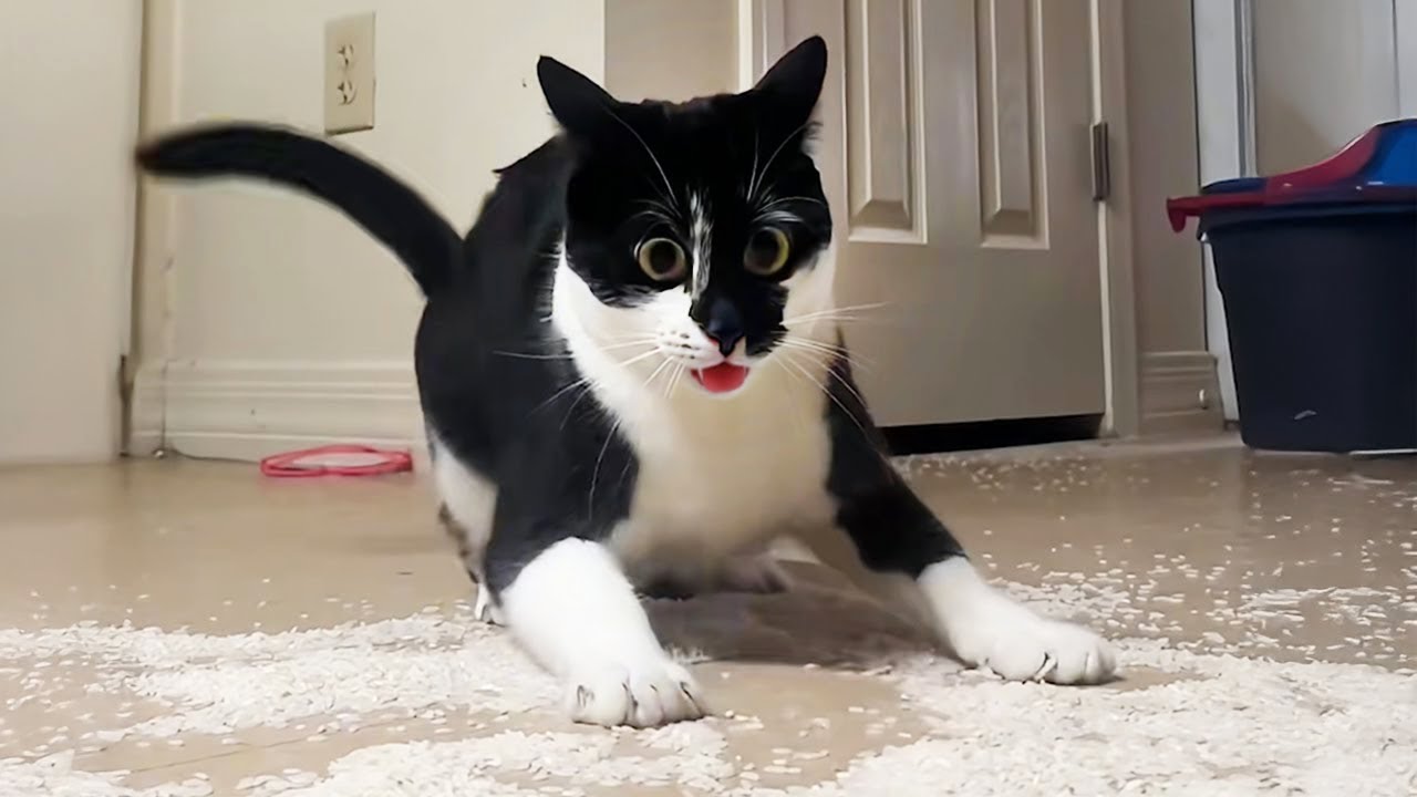 You Will Die Laughing At These Comedian Cats 😂 Funniest Cats Video 2026 ...