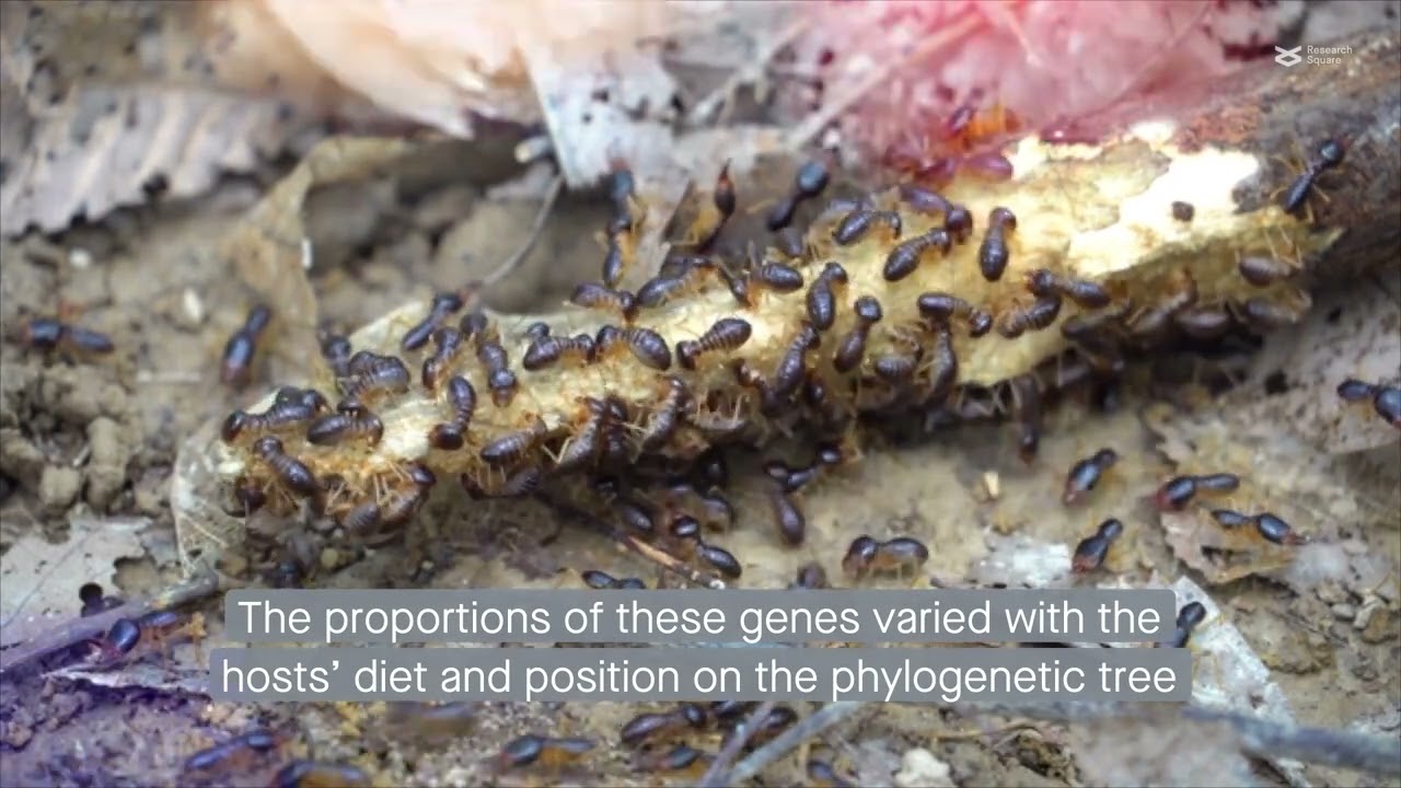 The functional evolution of the termite gut microbial community - YouTube