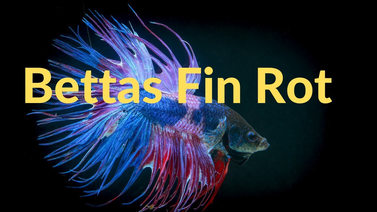 Betta Fish Fin Rot - What are The Symptoms of Bettas Fin Rot? - YouTube