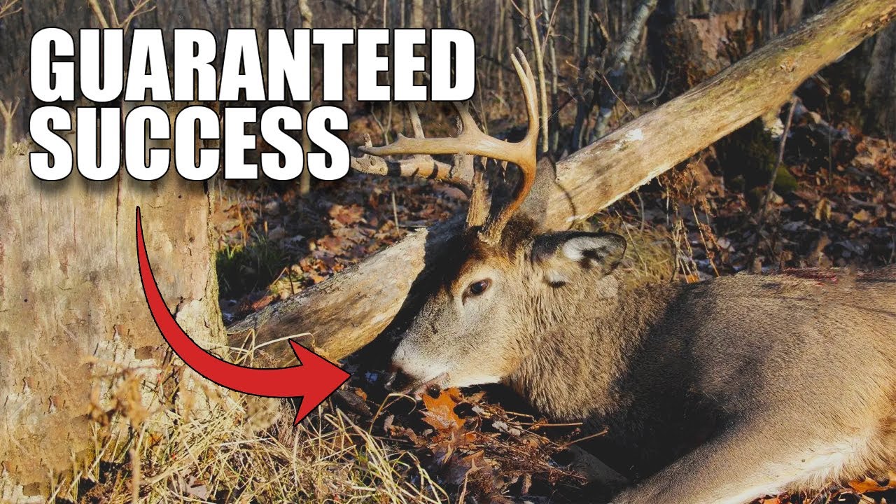 How to Always Have Great Deer Hunting - YouTube