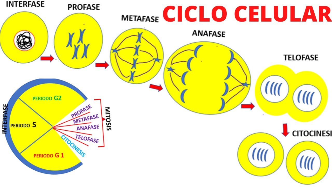 Fases De La Mitosis En Orden