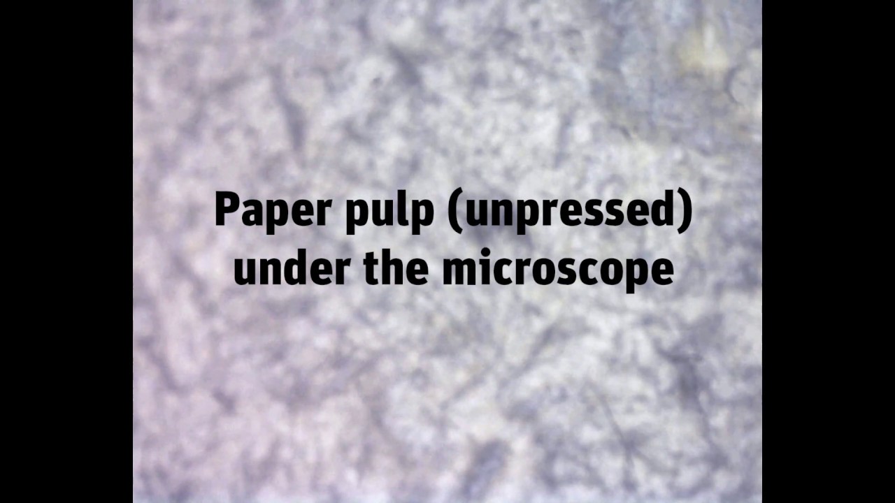 Paper pulp under the microscope - YouTube