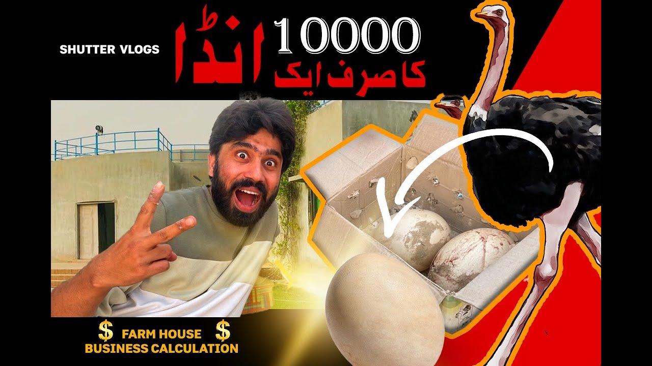 Ostrich | Ostrich Eggs | Farm house | Pigeon | Business Calculation ...