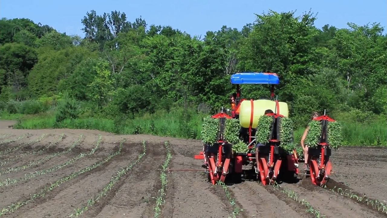 The Farmer - Awesome Kale Cultivation Technology - Kale Farm and ...