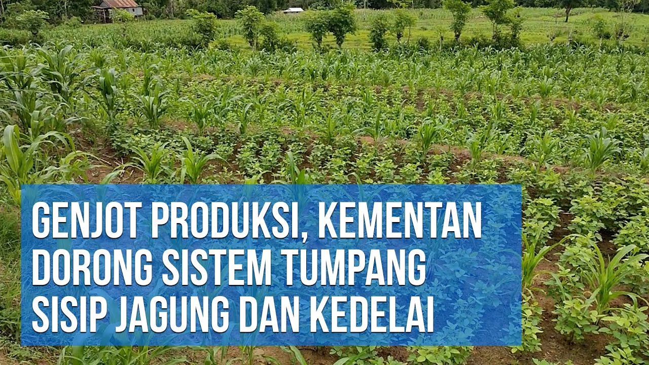 Program Tumpang Sisip Jagung dan Kedelai, Solusi Tingkatkan Produksi ...