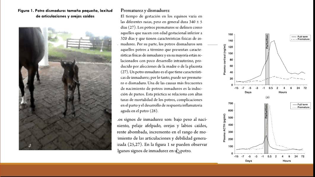 NEONATOLOGIA EQUINA - Premadurez - Uraco Persistente - isoeritrolisis ...